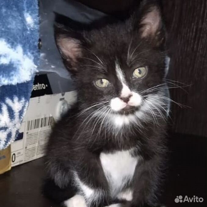 Котенок в маске