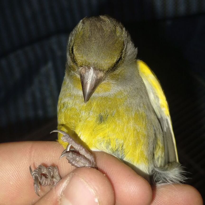 Зеленушки певчие птицы