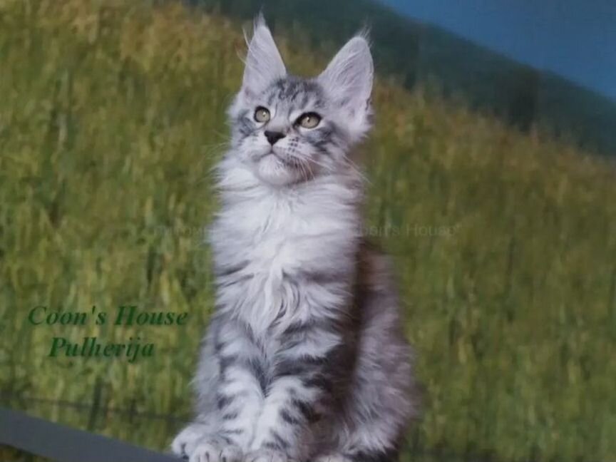 Котенок мейн-куна. Кошка. Серебро