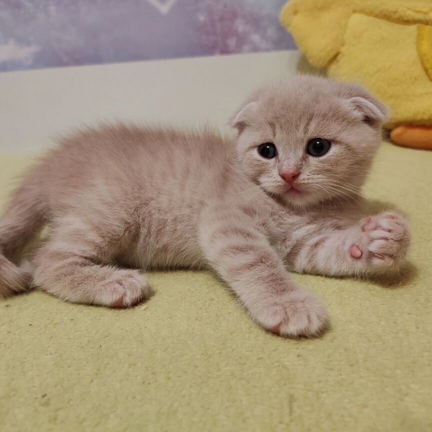 Шотландские вислоухие котята