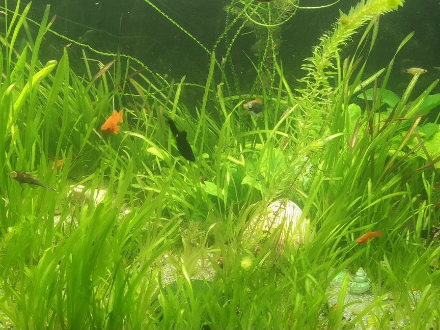 Аквариумные растения