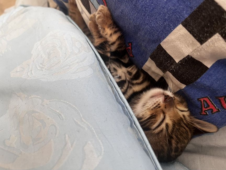 Бенгальская