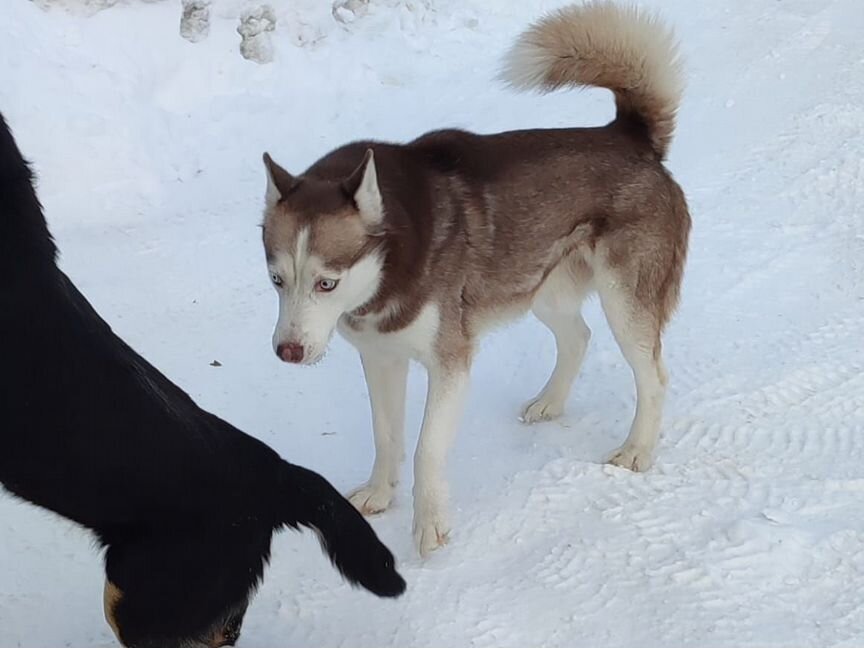 Лайка потеряшка