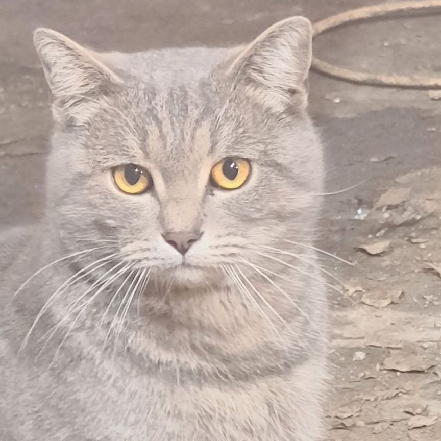 Взрослый кот от частного владельца