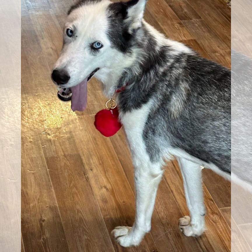 Сибирский хаски, взрослая собака