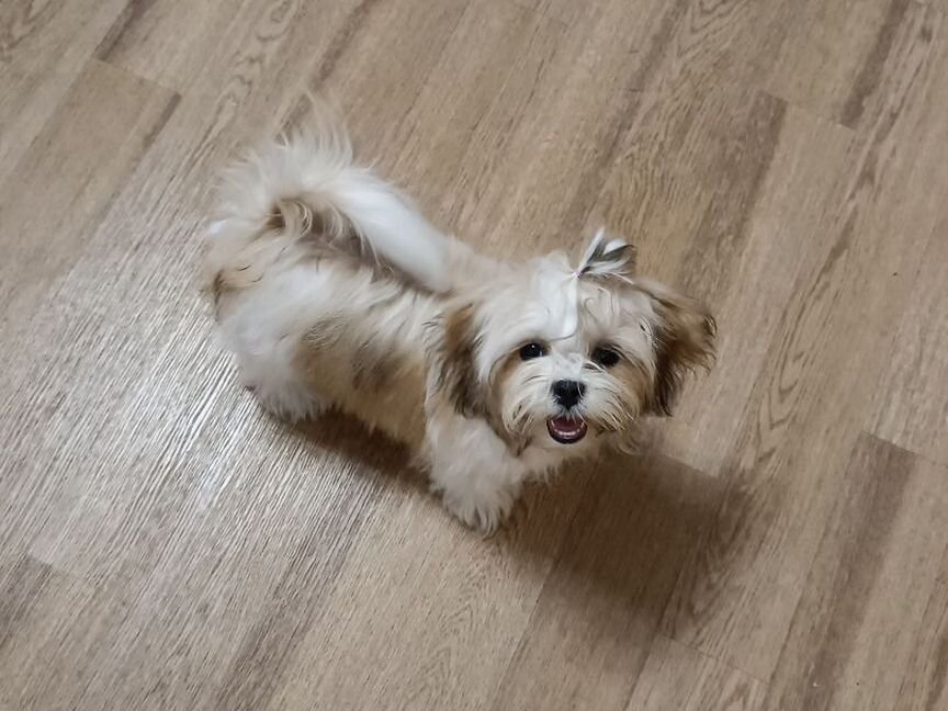 Продаю собаку