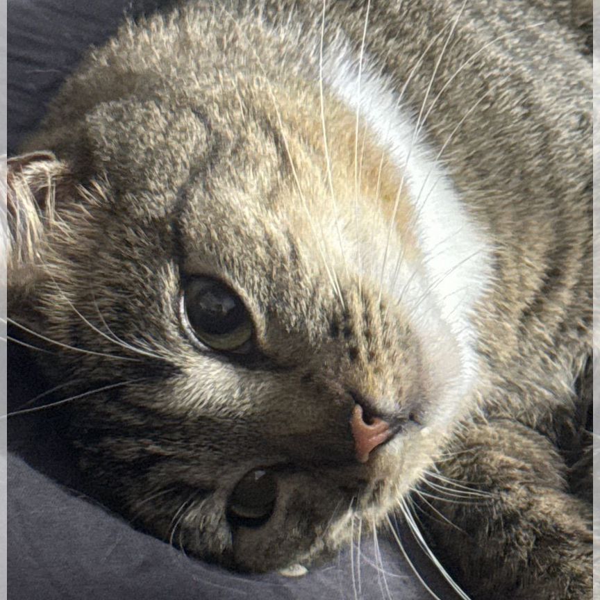 Взрослый кот в добрые руки