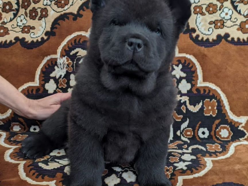 Чёрный мальчик чау-чау смуф