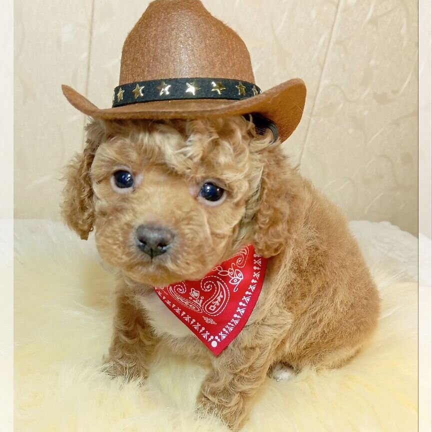 Мальтипу, щенок