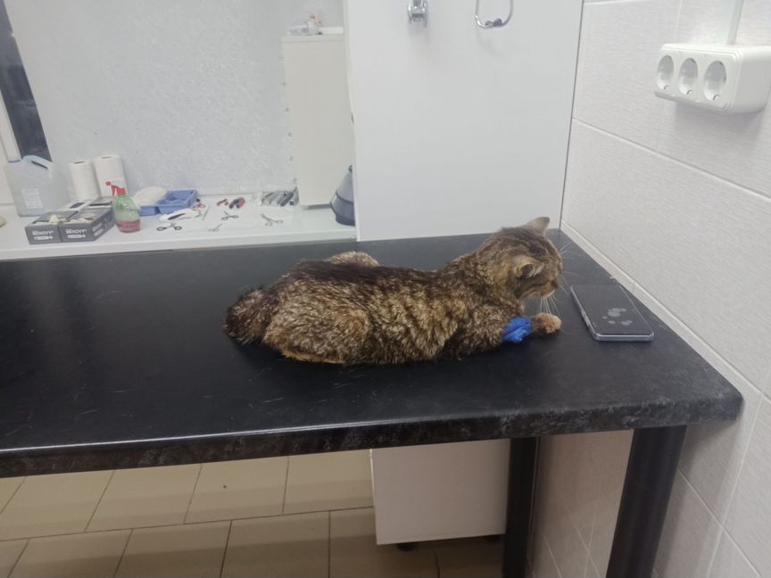 Умирающая кошка в реанимации.Нужна помощь