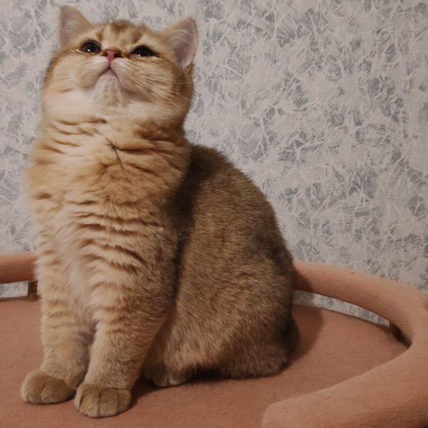 Шотландский вислоухий короткошёрстный котёнок