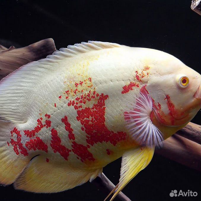 Астронотус Альбино Ред (М) (арт 3071)