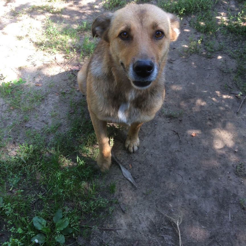 Возьмите собвку - за доброту любые саженцы бесплат