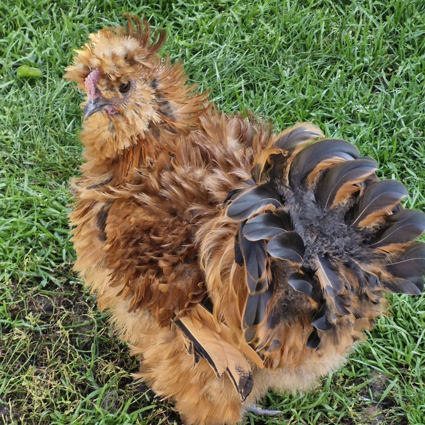 Петушки декоративные породы сизли