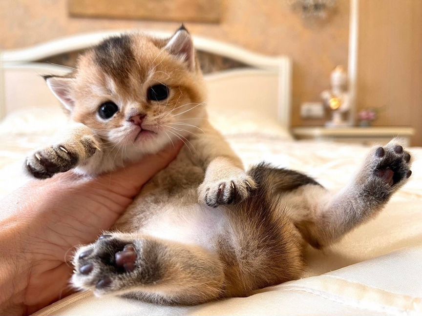 Плюшевый золотой Скоттиш страйт котик 1 мес