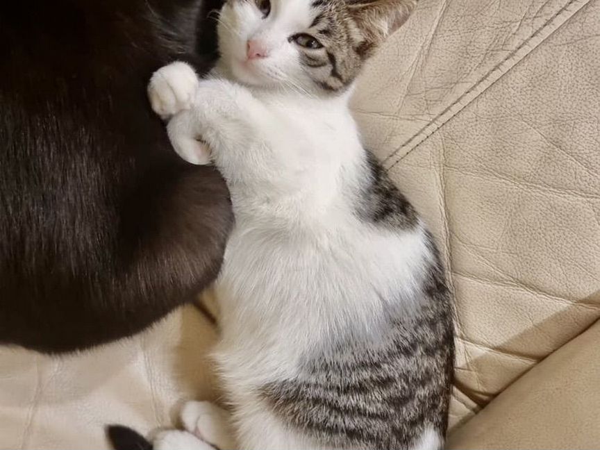 Котята в добрые руки бесплатно