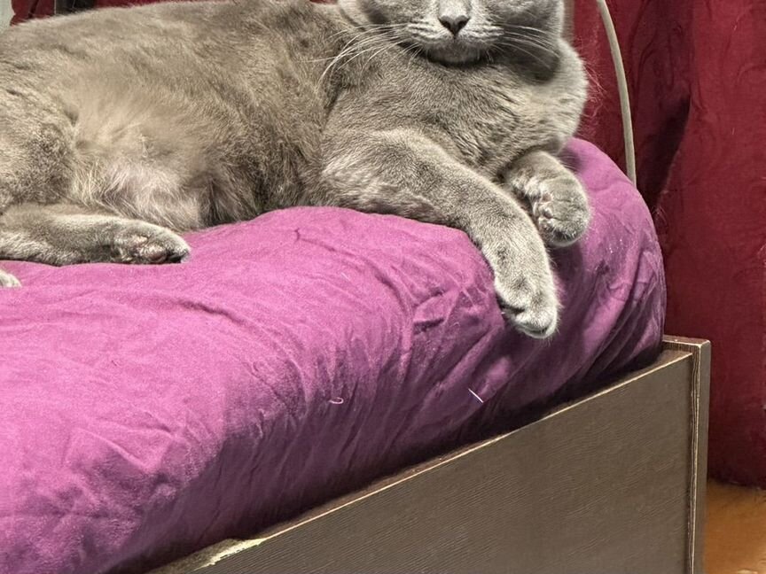 Британский кот