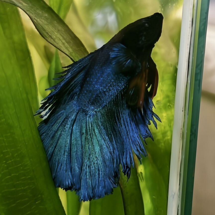 Парочка петушков