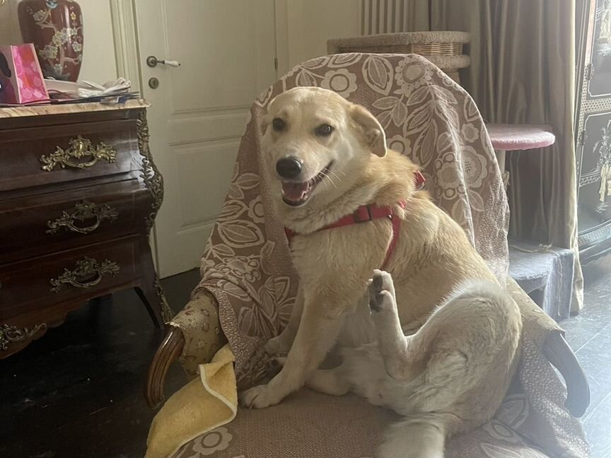 Собака улыбака, метис лабрадора