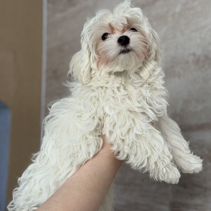 Мальтийская болонка, щенок