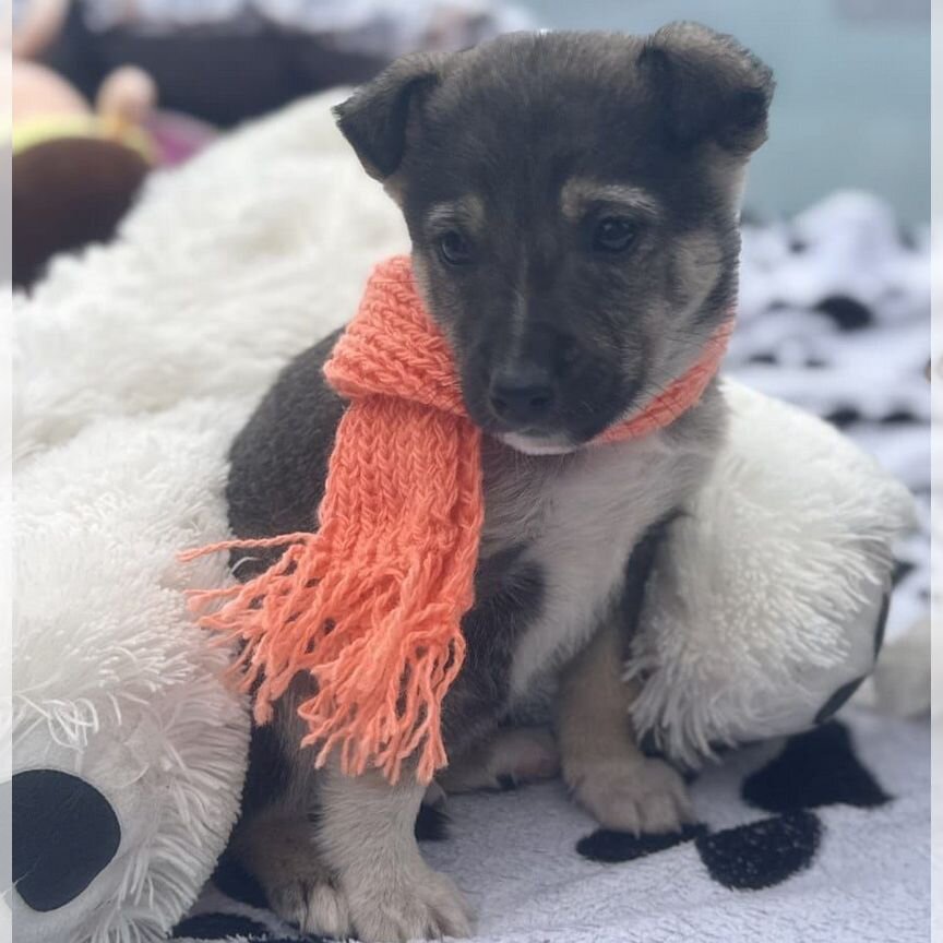 Щенок в добрые руки