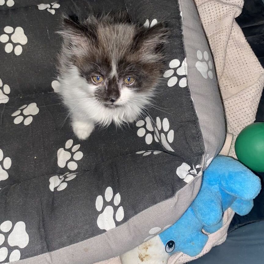 Котёнок в добрые руки