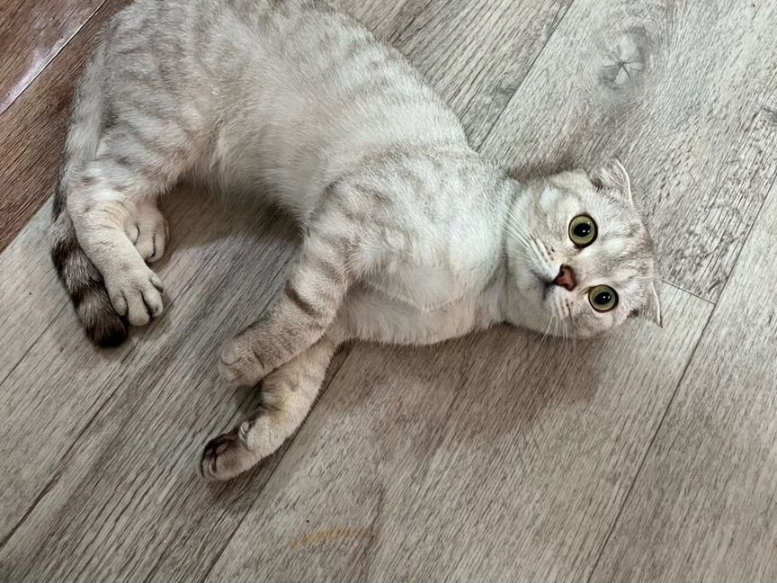 Шотландская вислоухая кошка