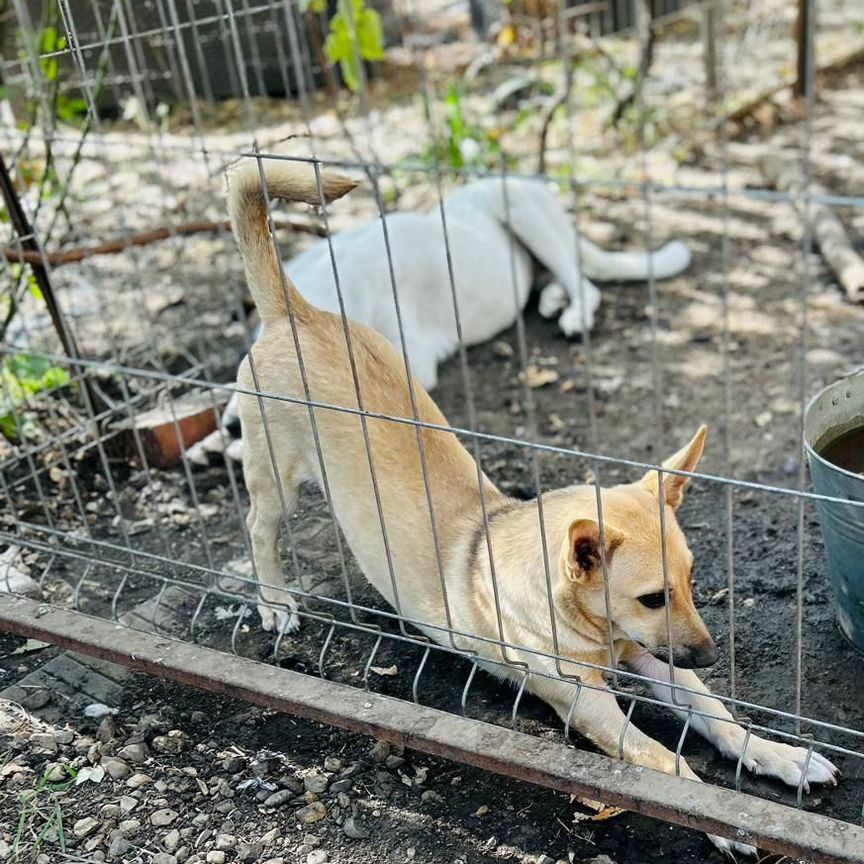 Маленькая собака в добрые руки бесплатно