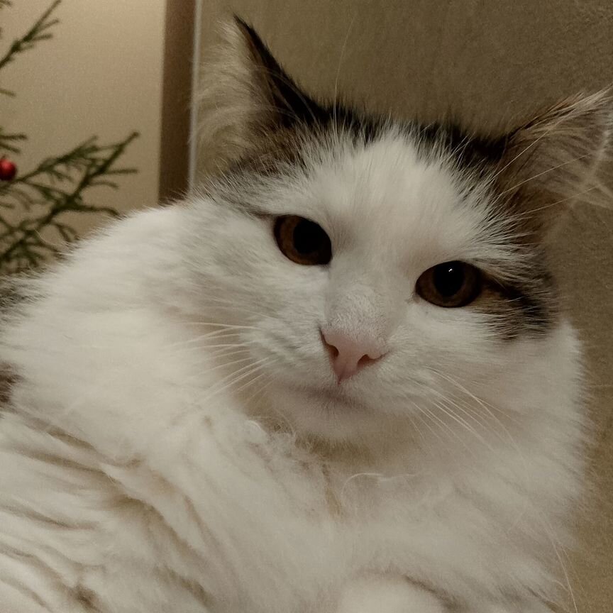 Чудом выжившая кошка