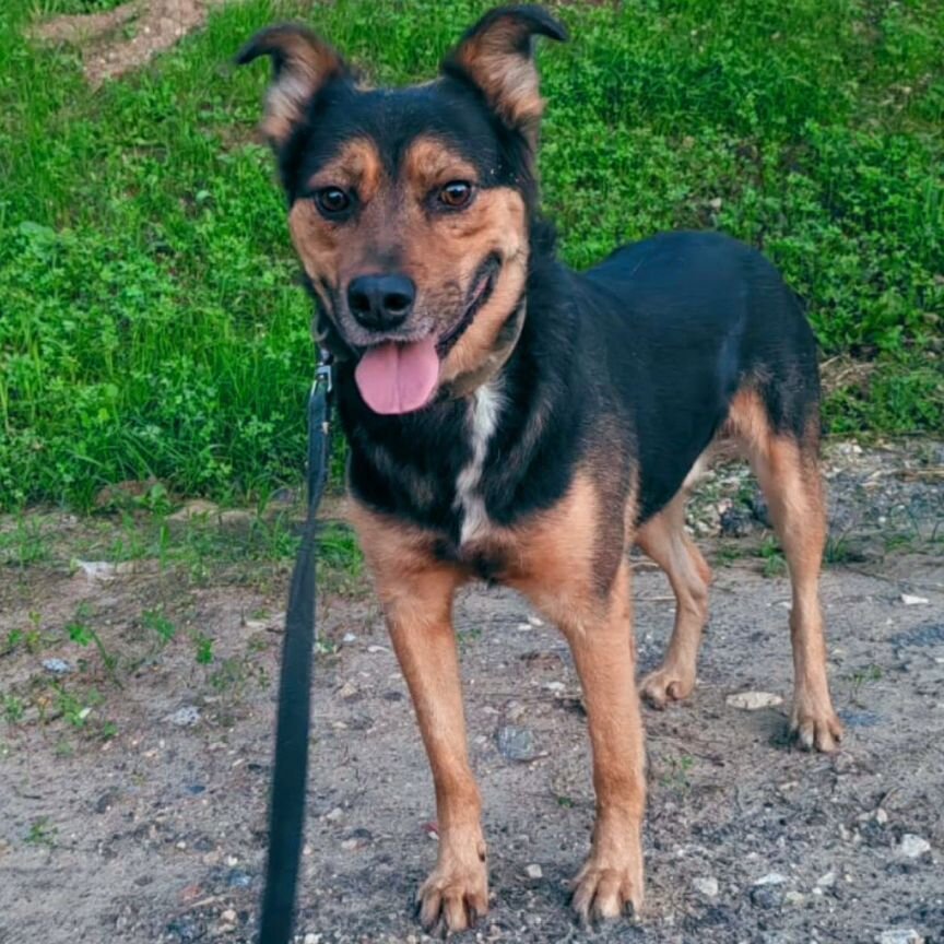 Кому нужен верный друг