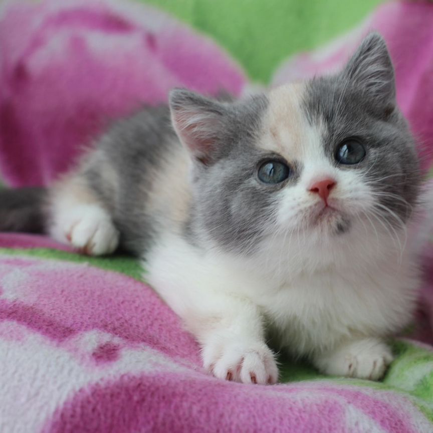 Британский короткошёрстный котёнок