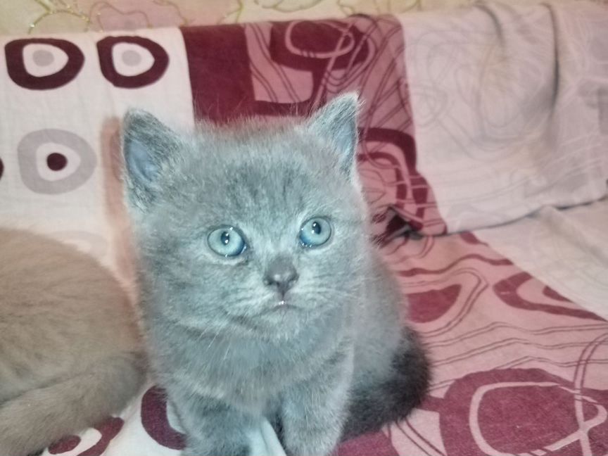 Британские котята