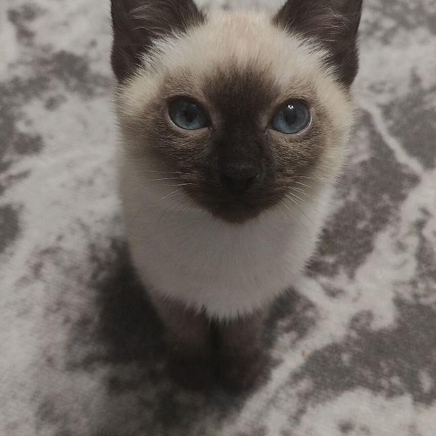 Котята