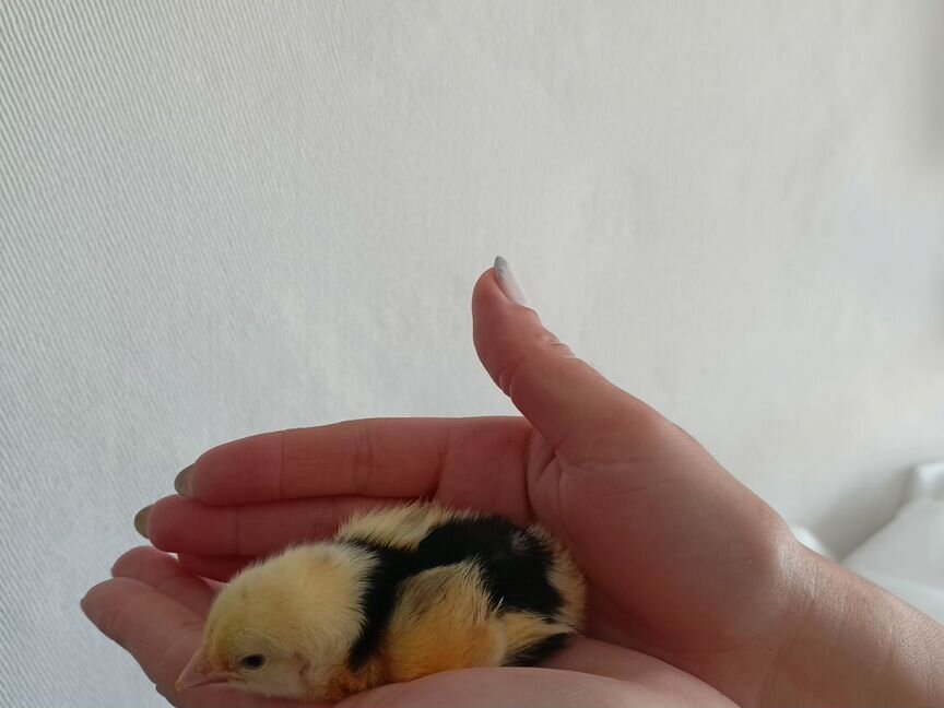 Инкубационное яйцо чёрно пёстрого австролорпа