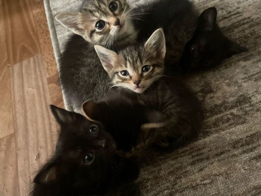 Котята