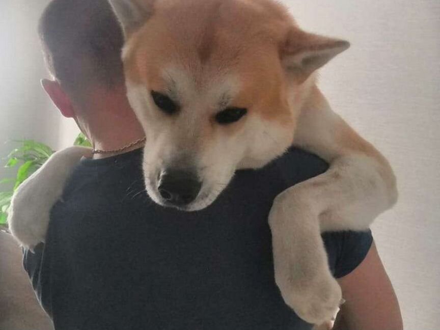 Вязка акита ину кобель