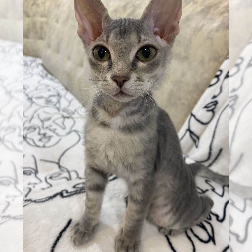 Котята сфинкс бесплатно