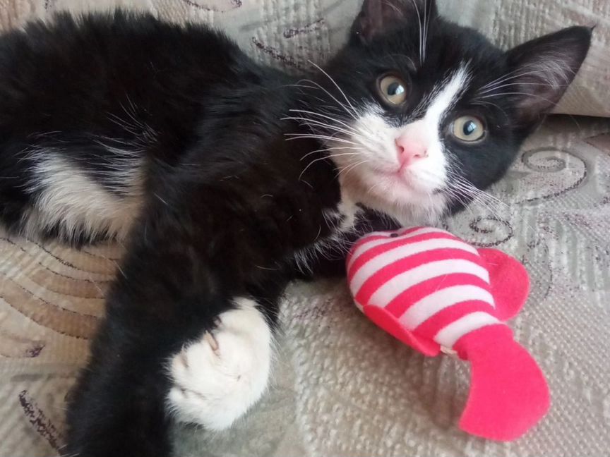 Котенок
