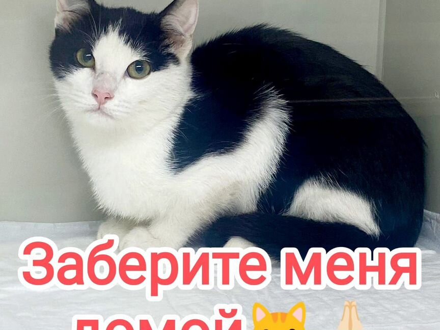 Котенку Венере нужен дом