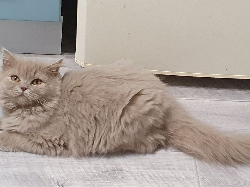 Британская длинношерстная, фавн