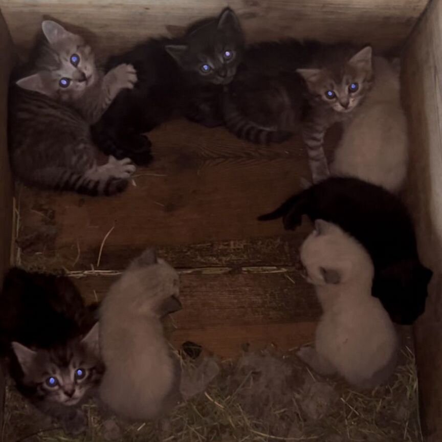 Котята в добрые руки бесплатно