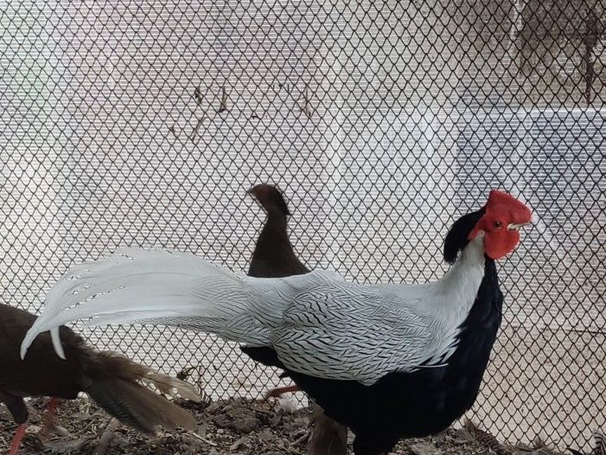 Семья серебряного фазана