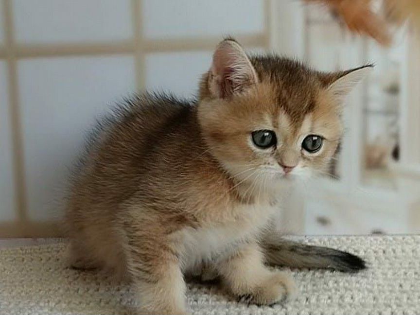 Девочка шотландская