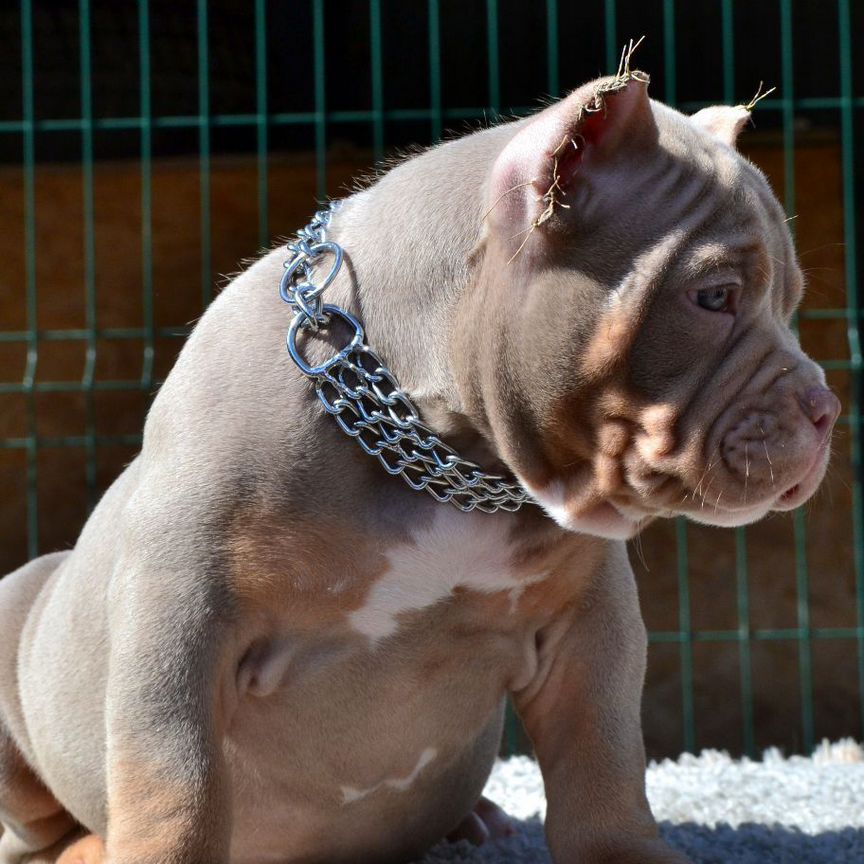 Американский булли, щенок