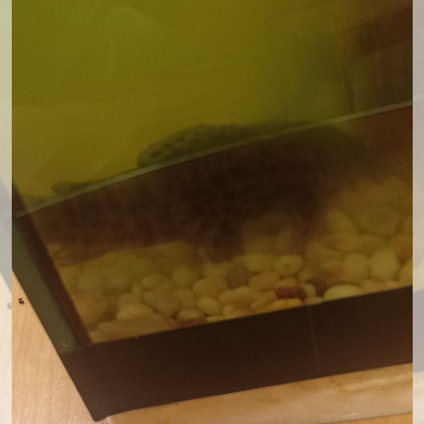 Сом таракатум