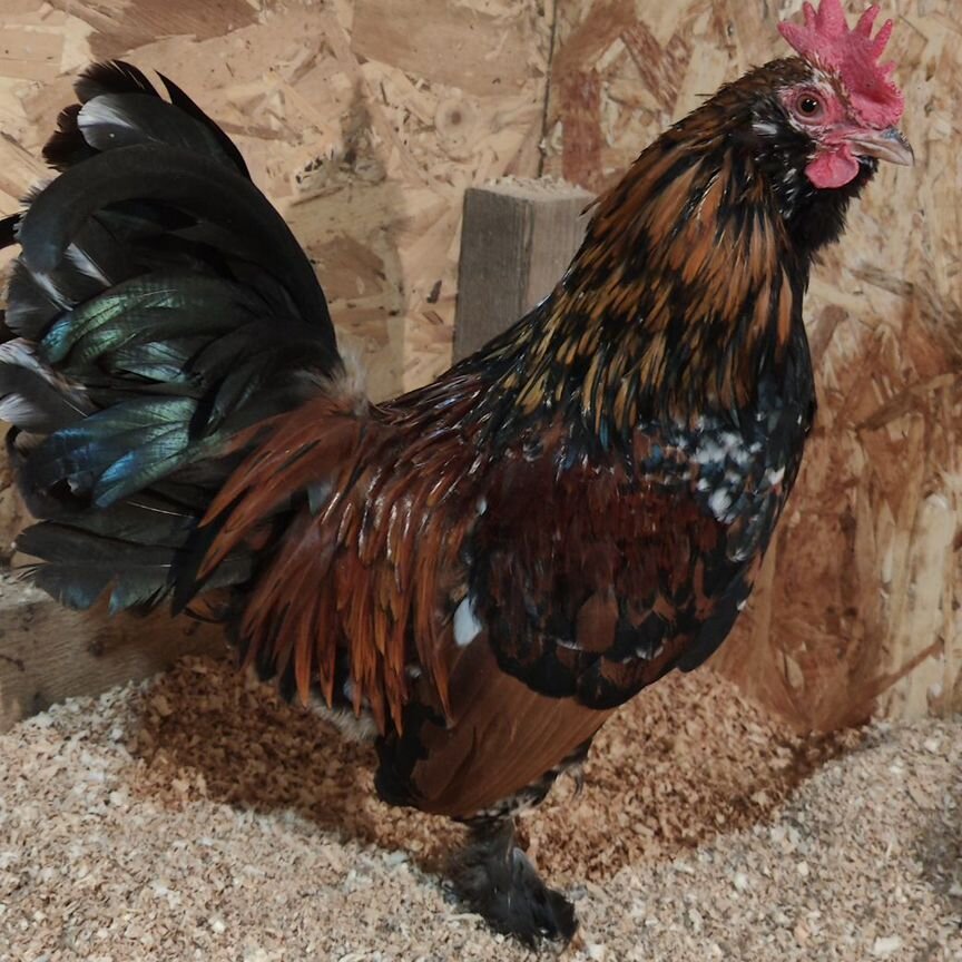 Алтайская бентамка