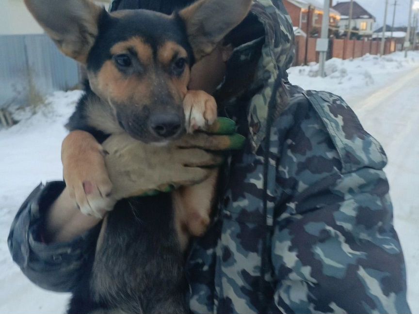 Подарите шанс некрасивому щенку