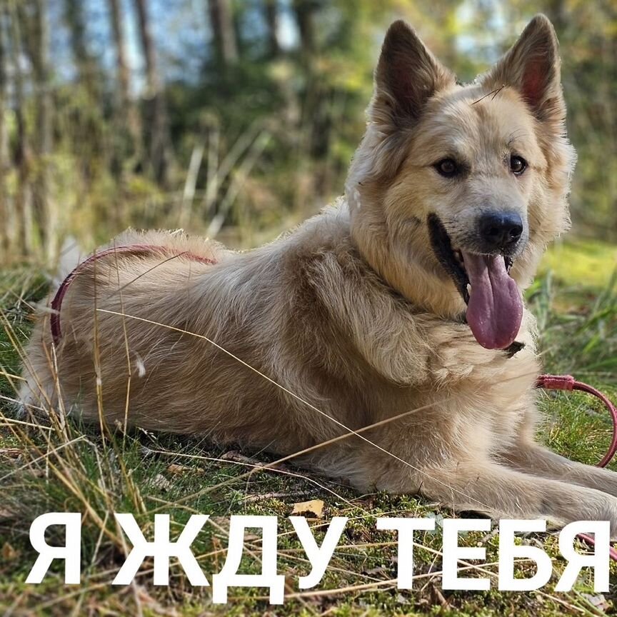 Взрослый пёс в добрые руки