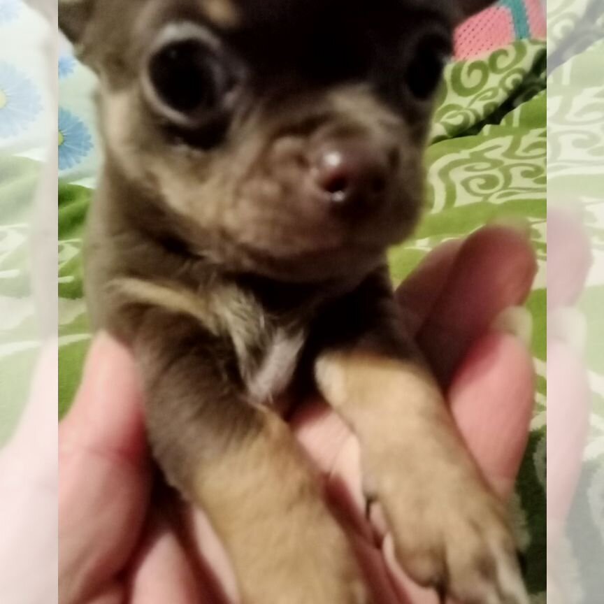 Чихуахуа, щенок