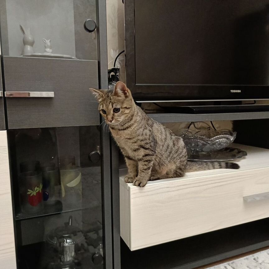 Котёнок бесплатно в добрые руки в дар